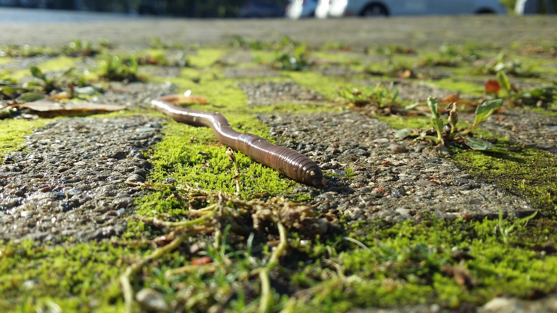 Comment les vers de terre sont bénéfiques pour le jardin? | Last Guide