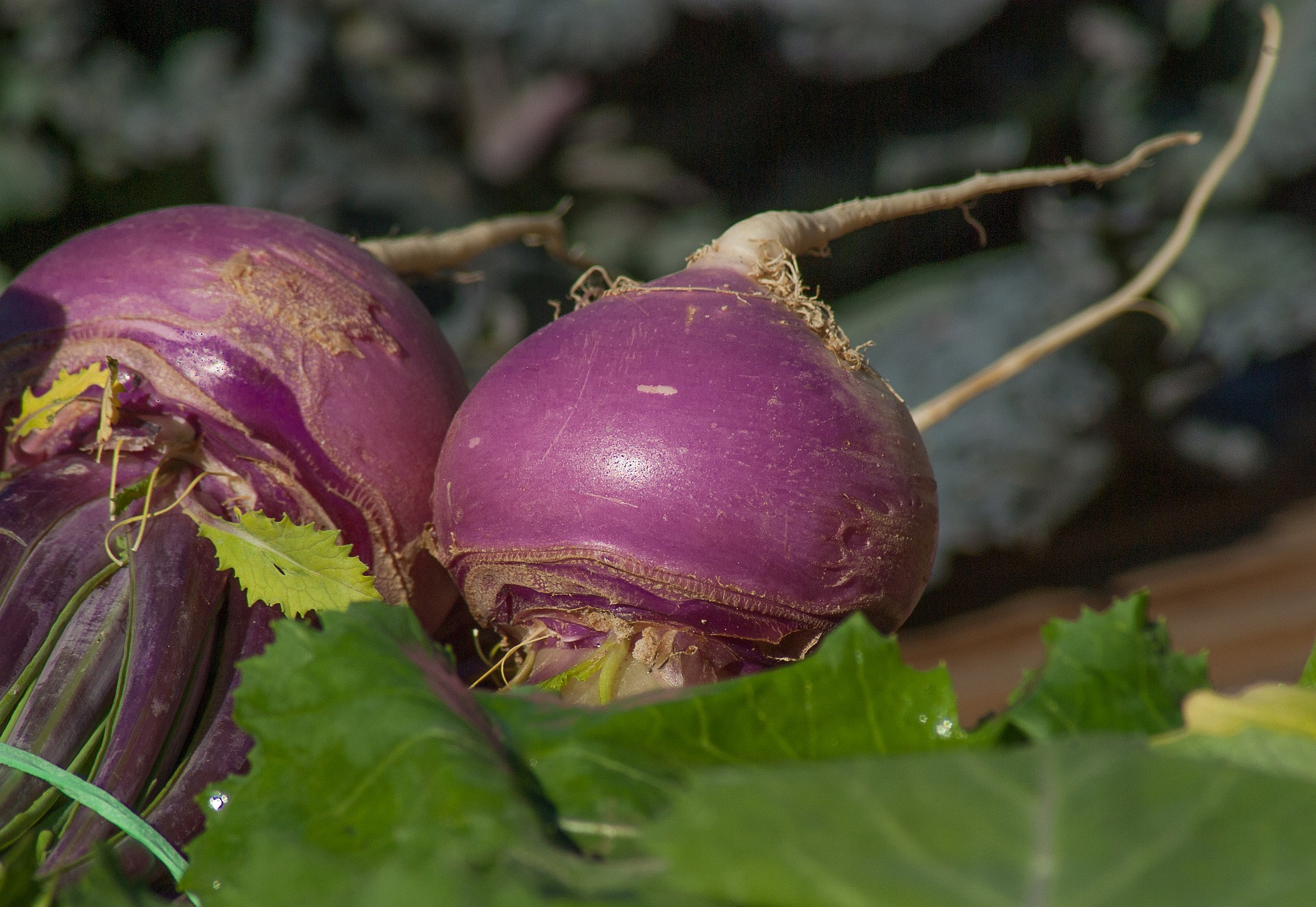 Comment distinguer le rutabaga et le navet? | Last Guide
