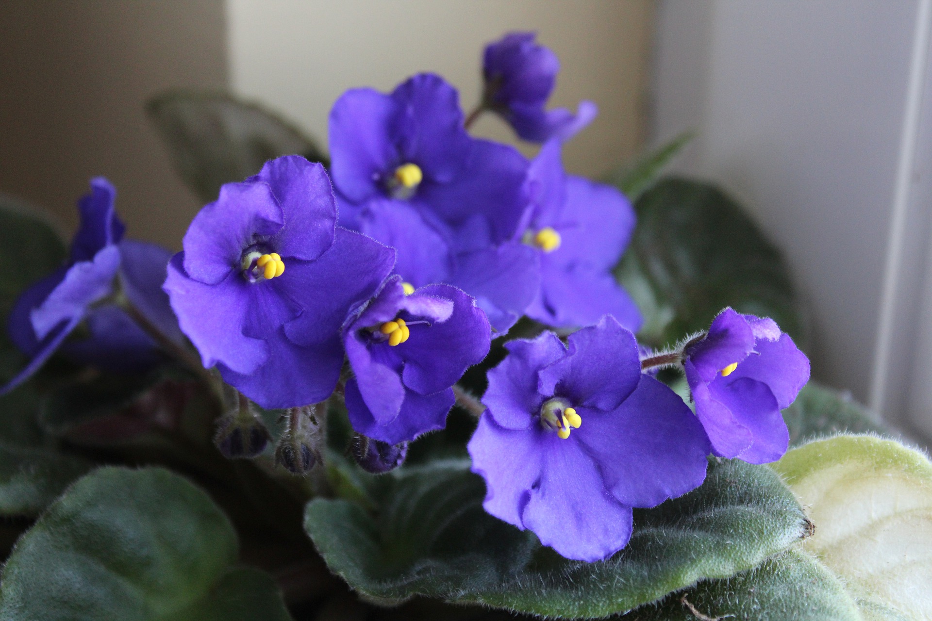 Comment faire fleurir une violette africaine? | Last Guide